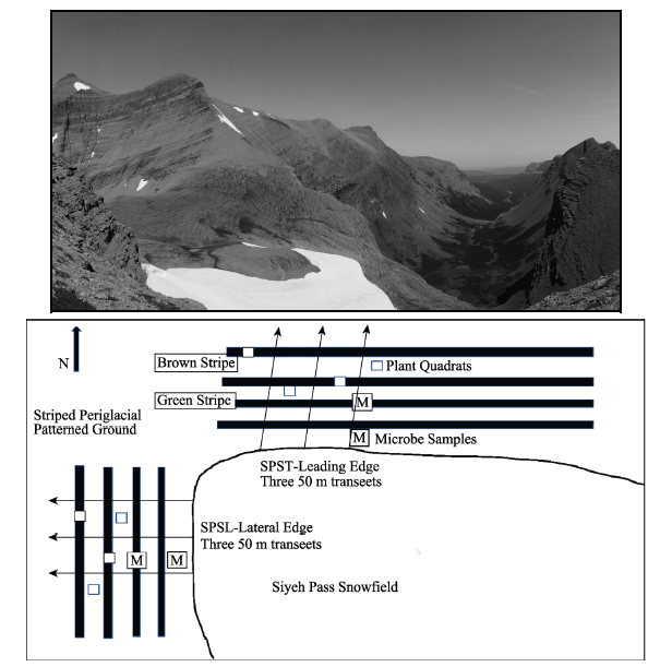 Plant functional traits and microbes vary with position on striped ...